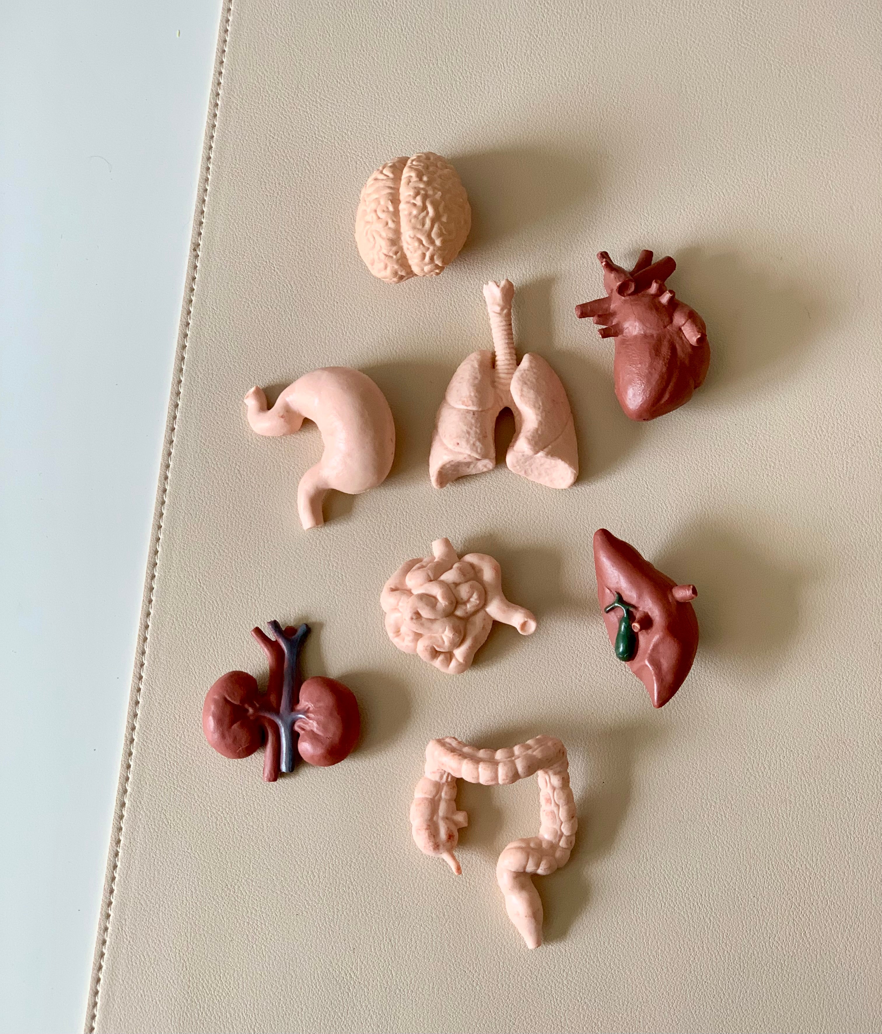 8 Pc Human Body Parts and Organs Figurines – AWandCo