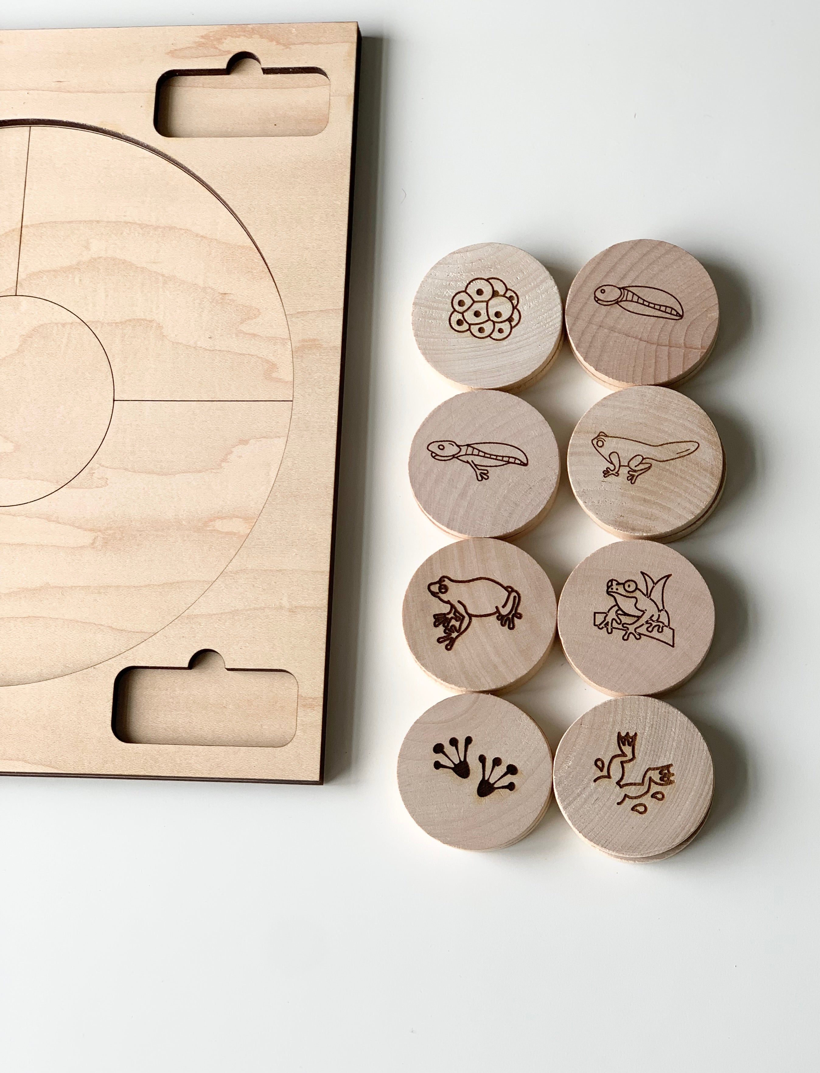 Frog Life Cycle Memory Game – AWandCo